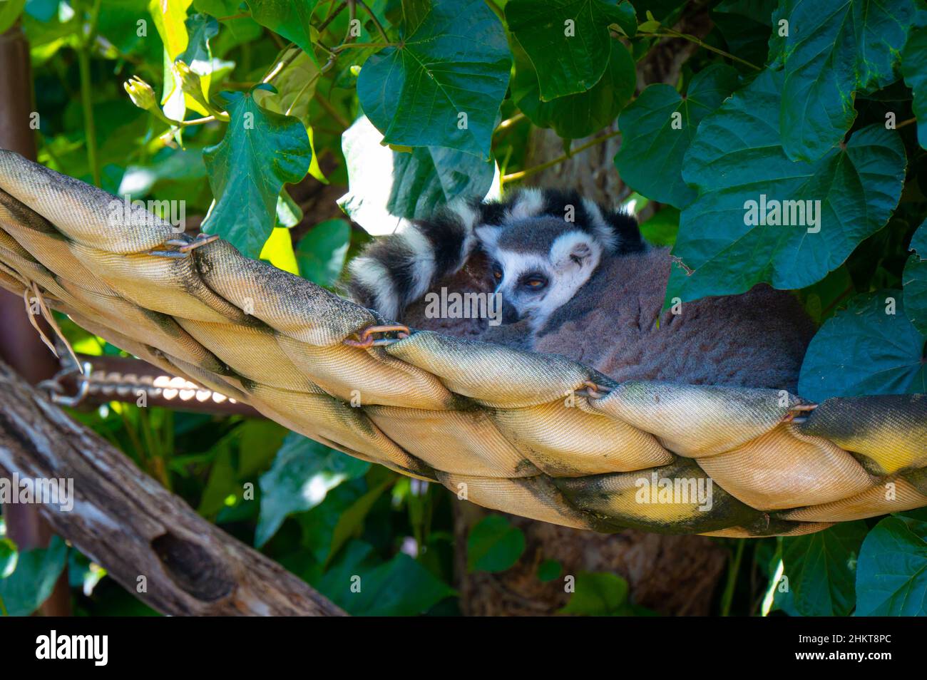 Photo of a lemur resting in a tree, Honolulu Zoo Stock Photo - Alamy
