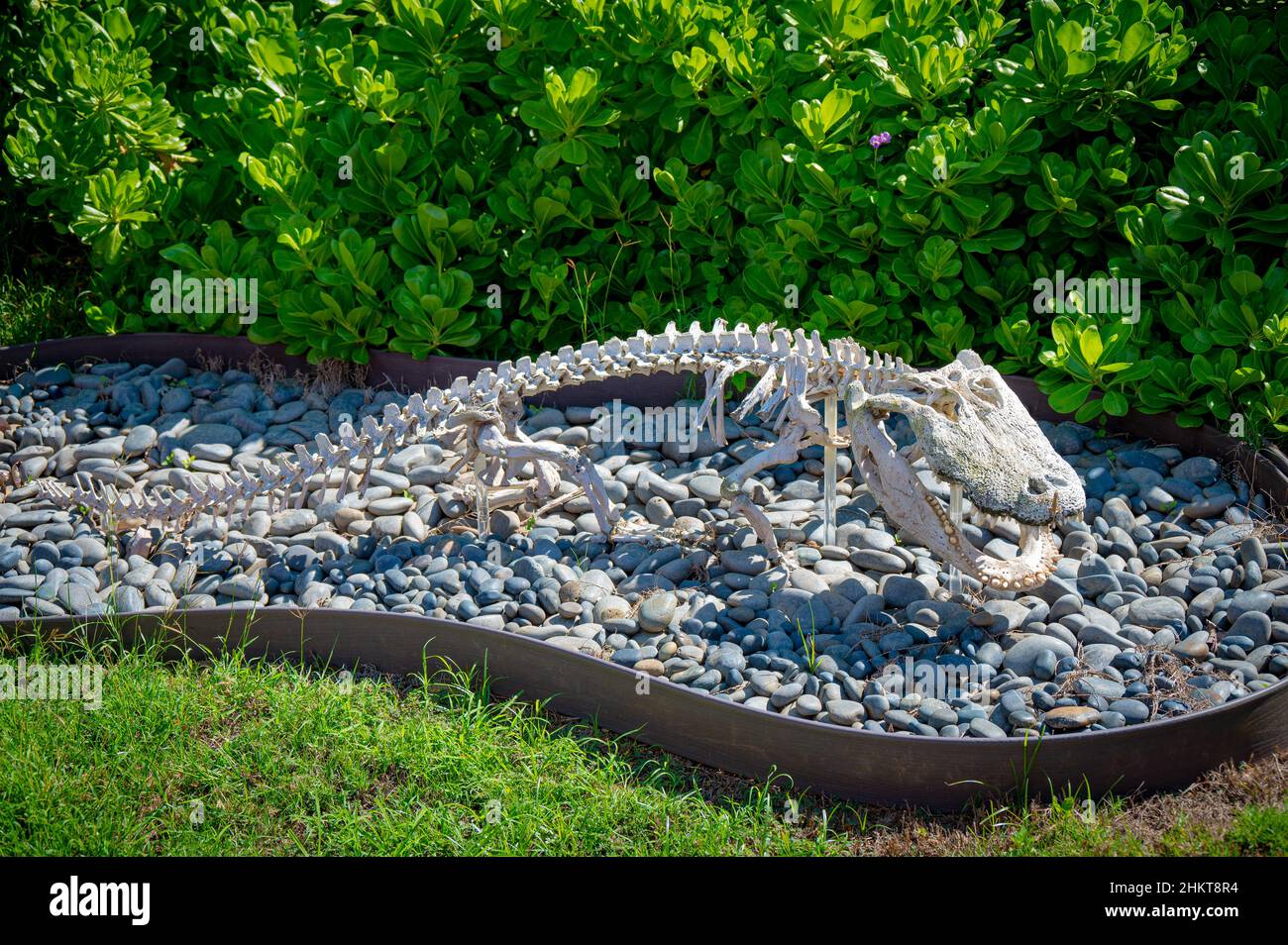 Alligator skeleton hi-res stock photography and images - Alamy