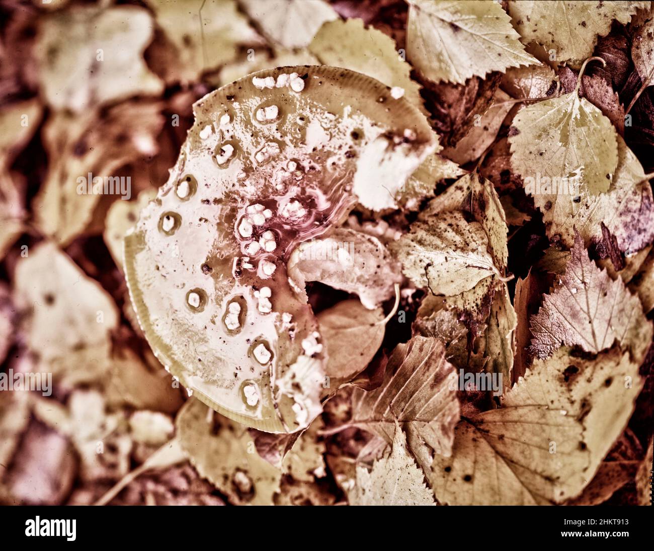 Close-up natural environmental portrait of fungi as symbols of life, death, decomposition and ...