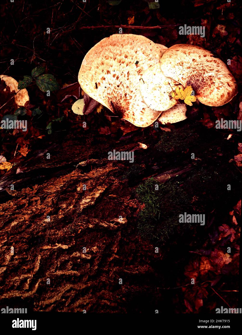 Close-up natural environmental portrait of fungi as symbols of life ...
