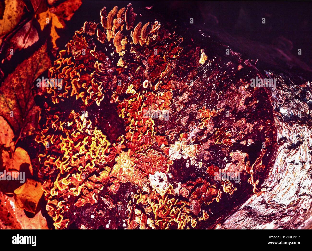 Choas, abstract patterns and textures in nature and the environment ...