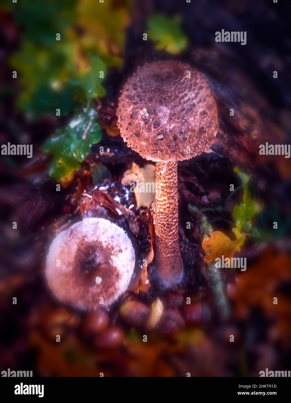 Close-up natural environmental portrait of fungi as symbols of life, death, decomposition and ...