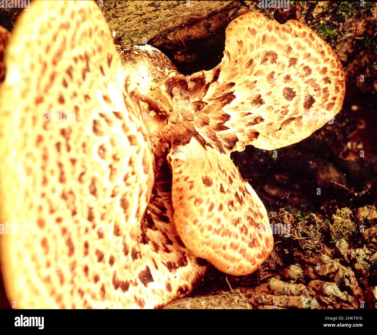 Close-up natural environmental portrait of fungi as symbols of life ...