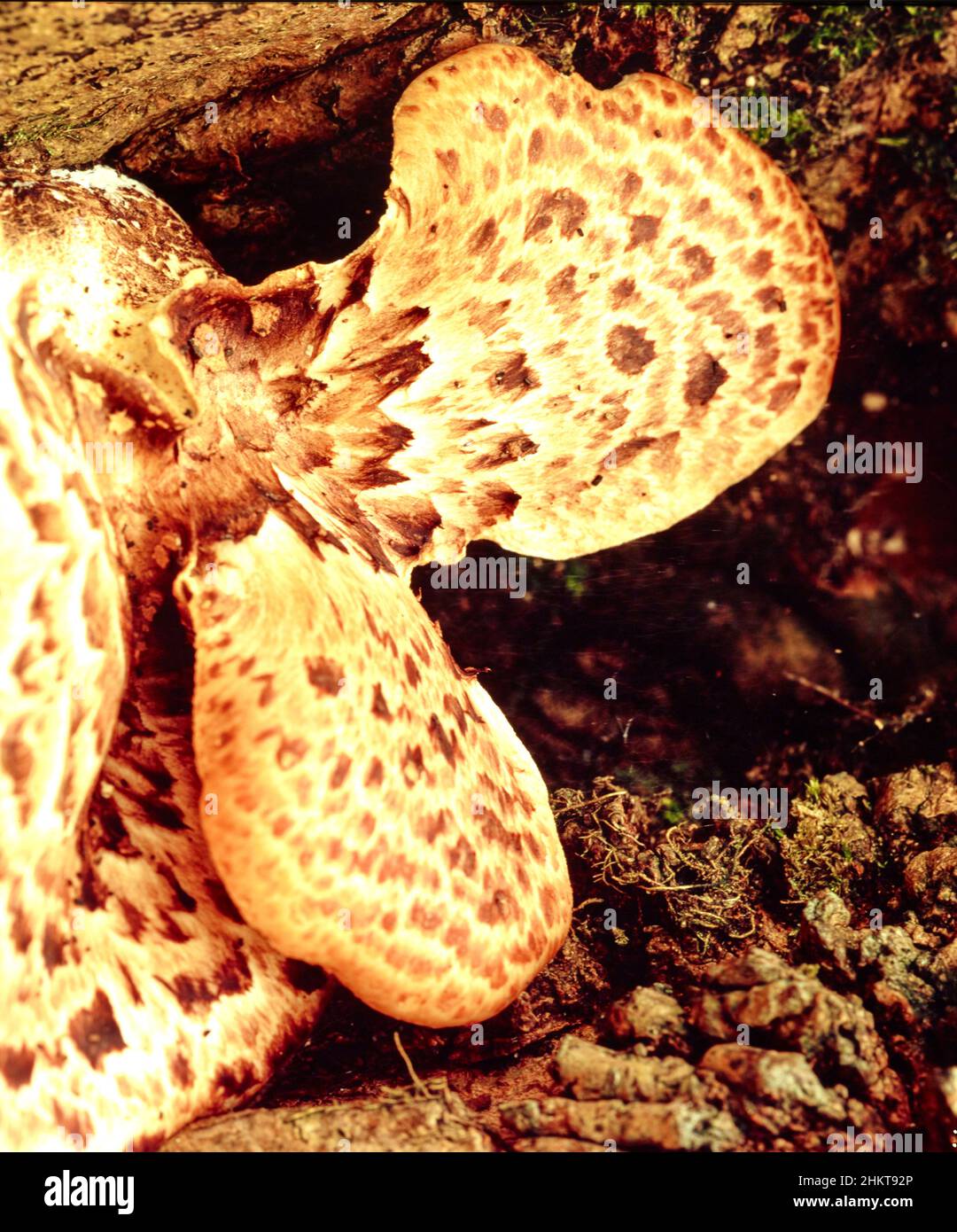 Close-up natural environmental portrait of fungi as symbols of life ...