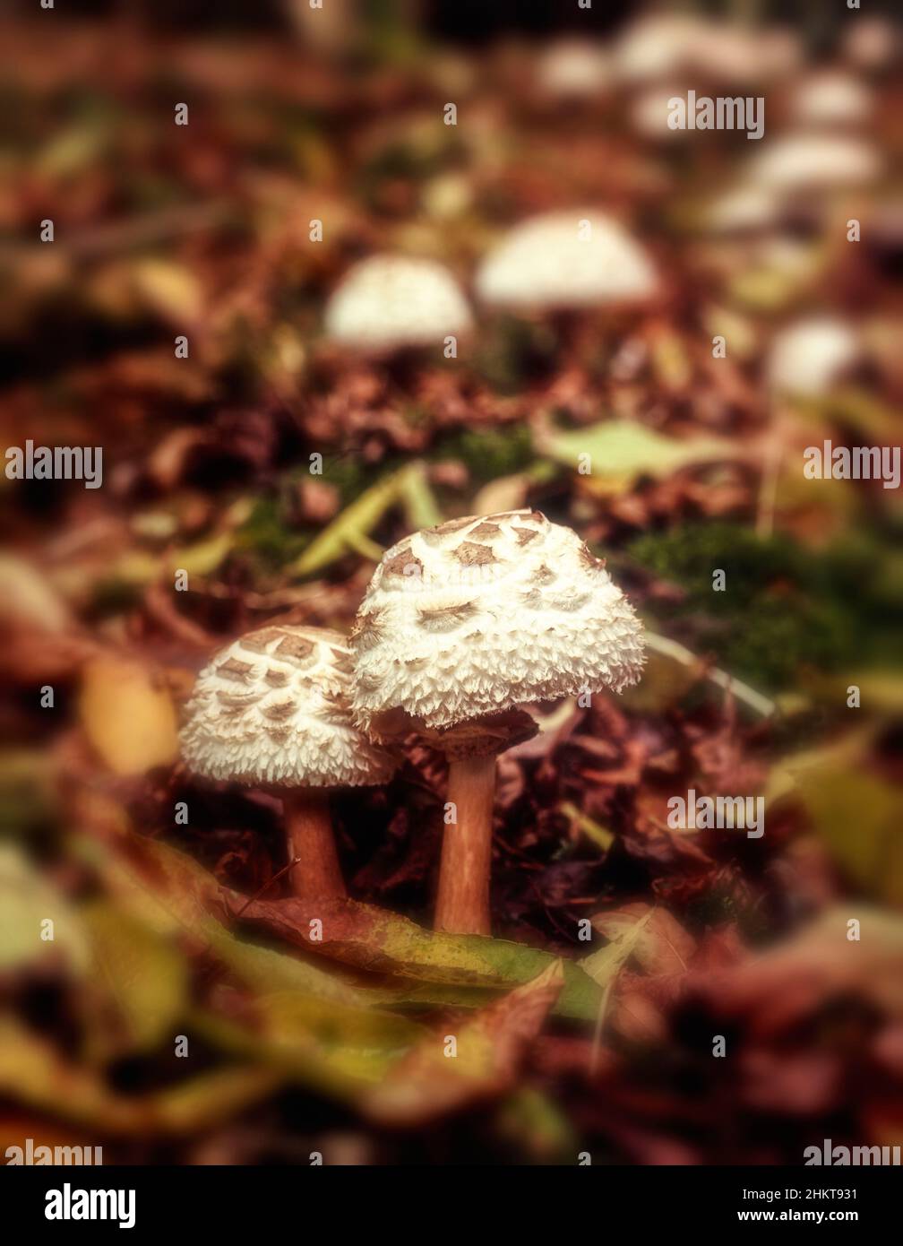 Close-up natural environmental portrait of fungi as symbols of life, death, decomposition and ...