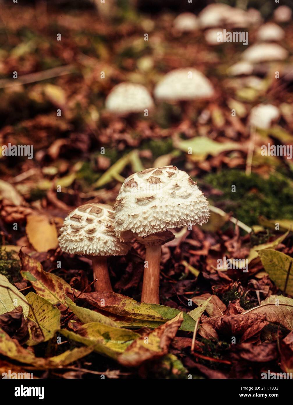 Close-up natural environmental portrait of fungi as symbols of life ...