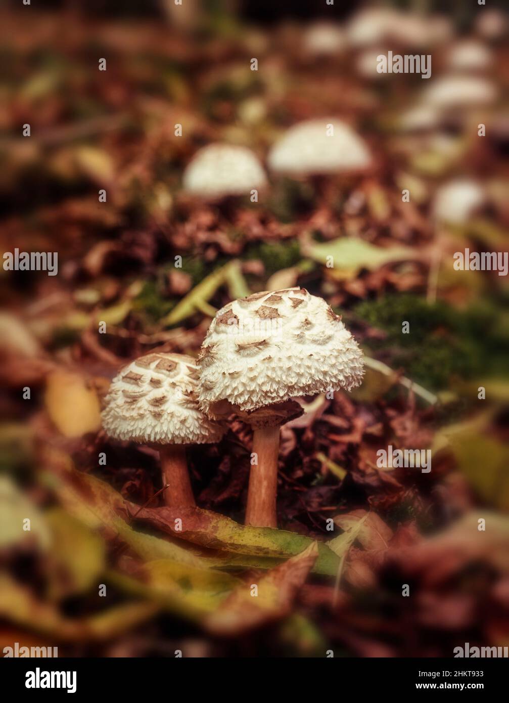 Close-up natural environmental portrait of fungi as symbols of life ...