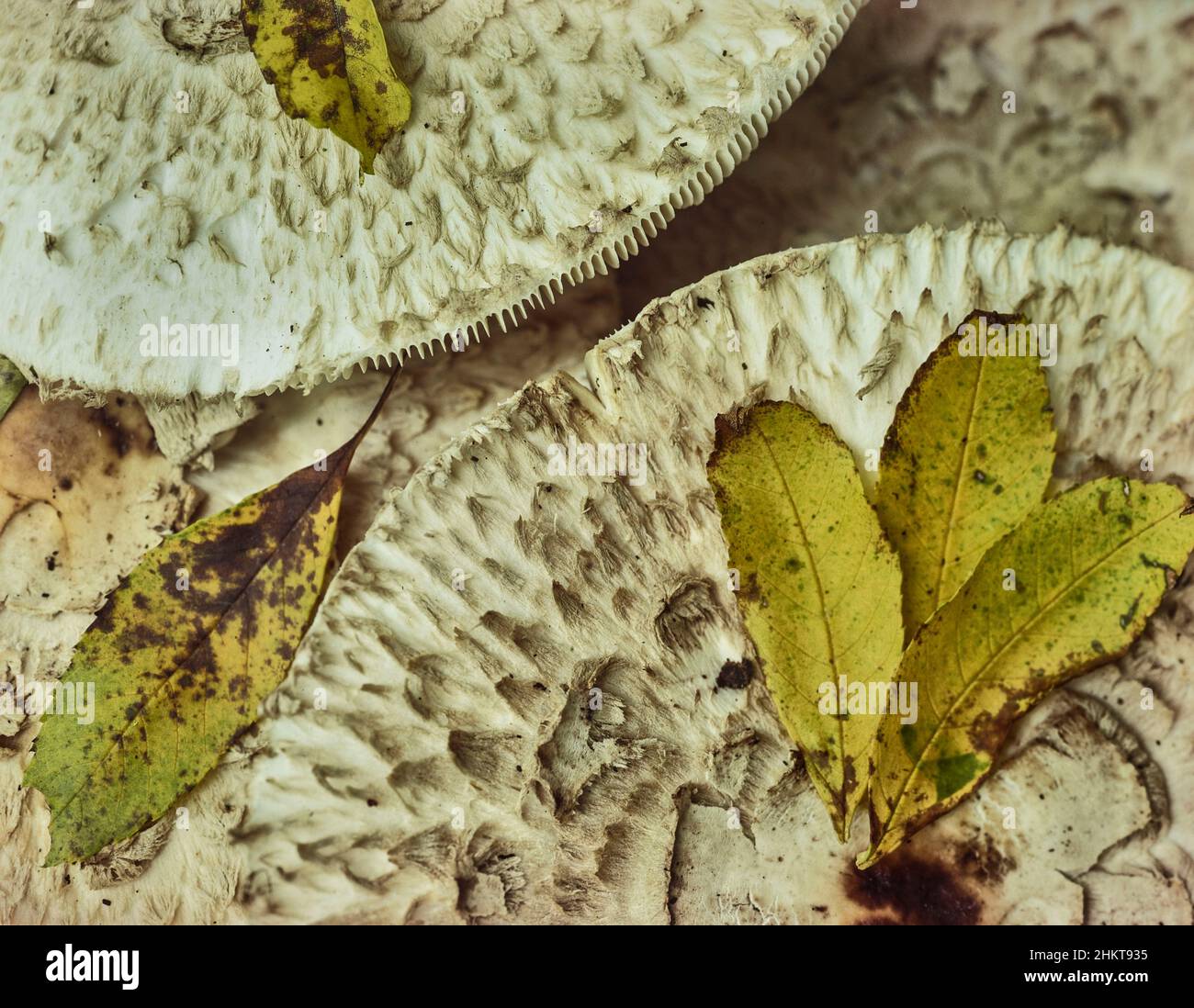 Choas, abstract patterns and textures in nature and the environment ...