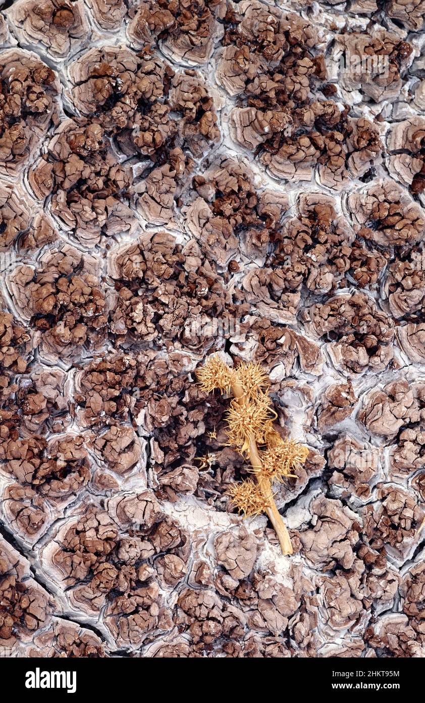 Colourful natural patterns of parched earth patterns contrasting with ...