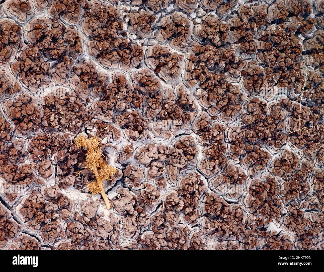 Colourful natural patterns of parched earth patterns contrasting with ...