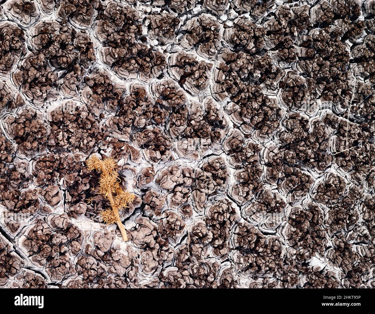 Colourful natural patterns of parched earth patterns contrasting with ...