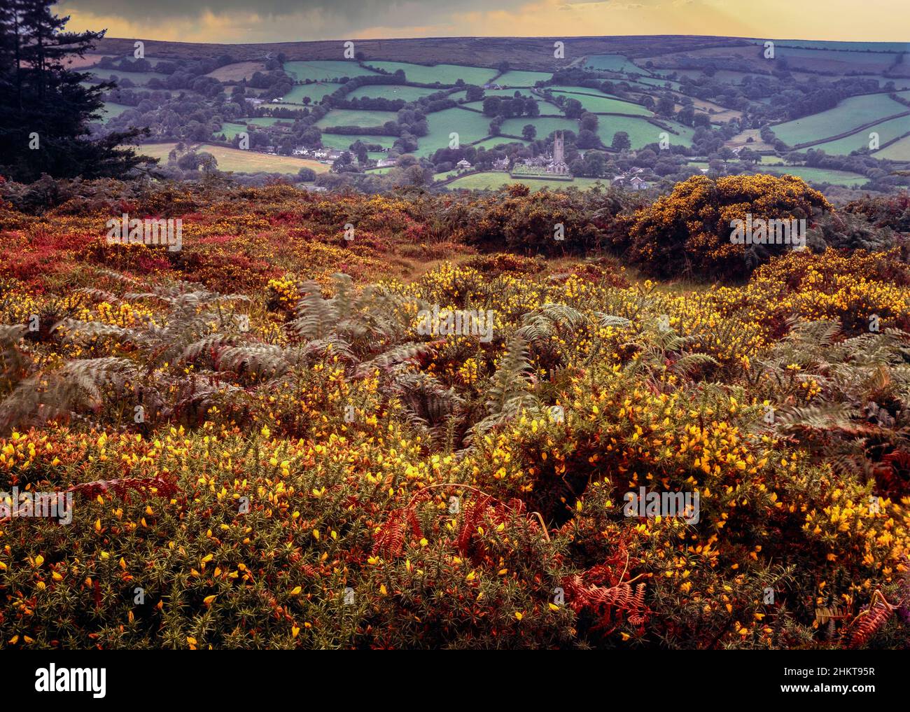 Glorious spring landscape with common Gorse (Ulex europaeus) in flower ...