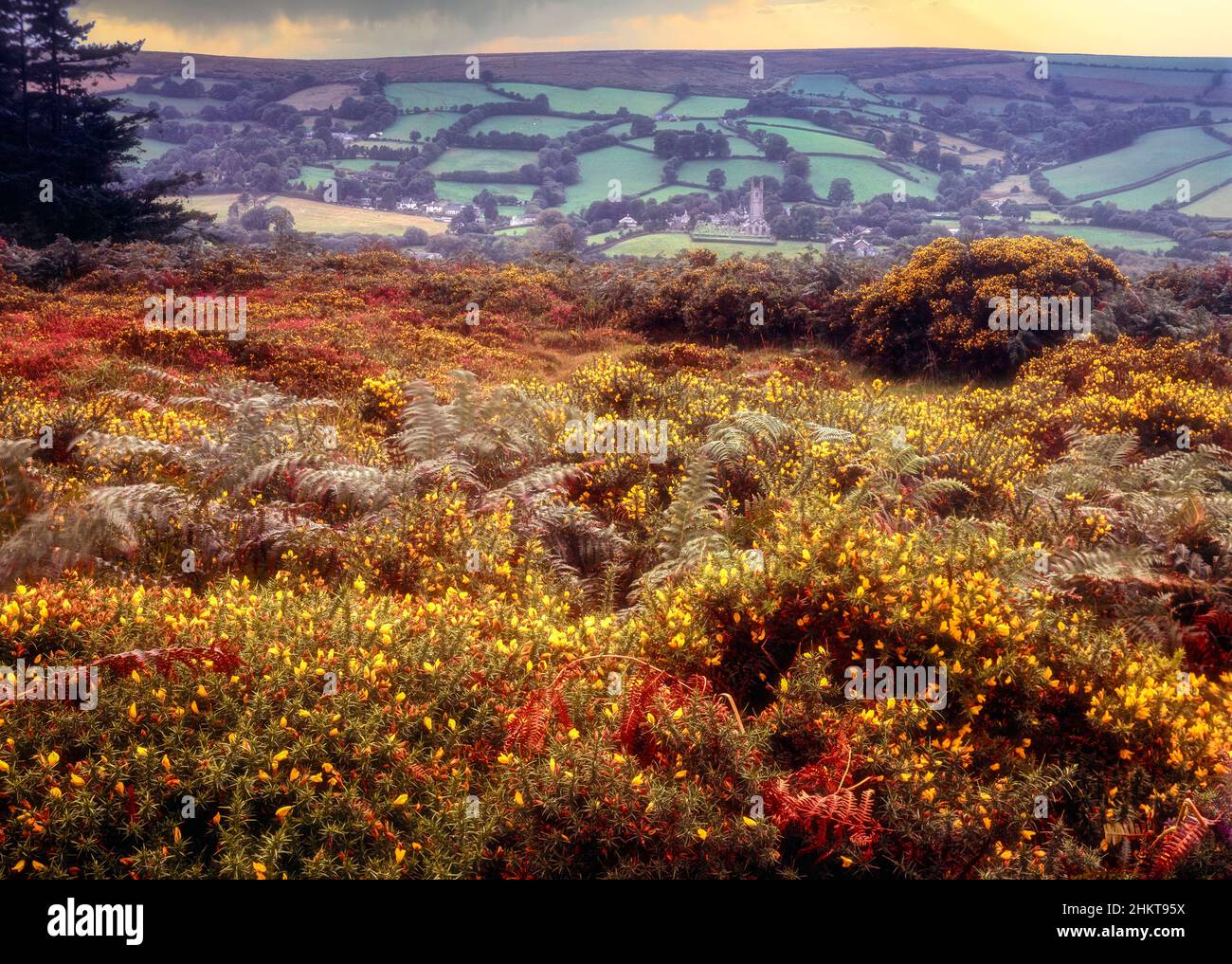 Glorious spring landscape with common Gorse (Ulex europaeus) in flower ...