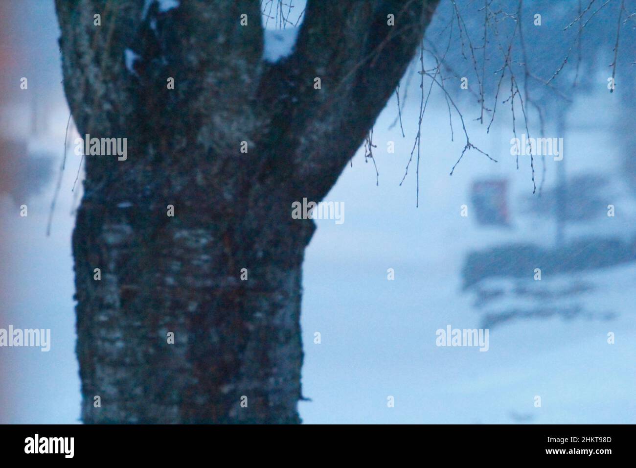 Tree in a winter storm hi-res stock photography and images - Alamy