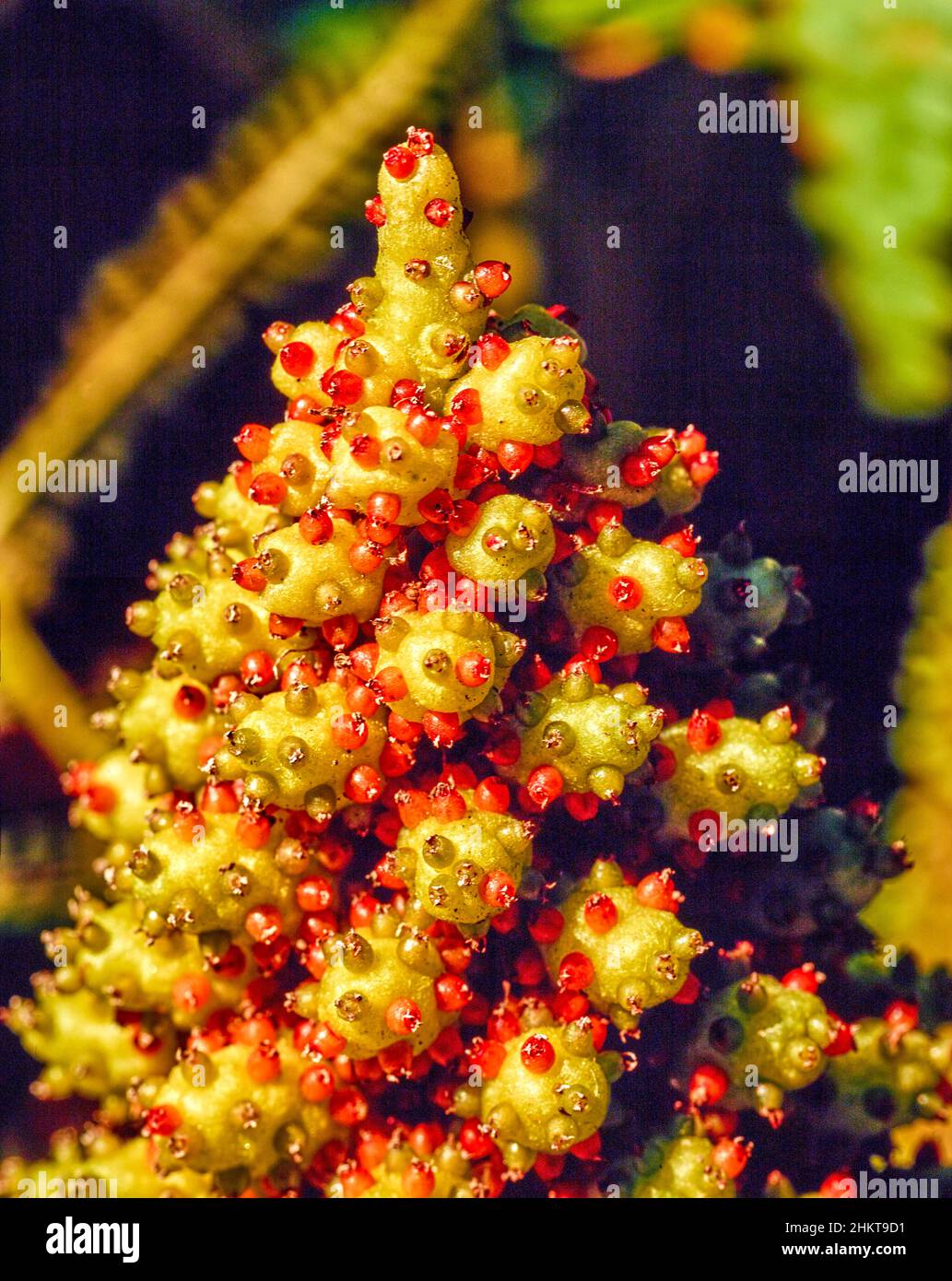 Choas, abstract patterns and textures in nature and the environment ...