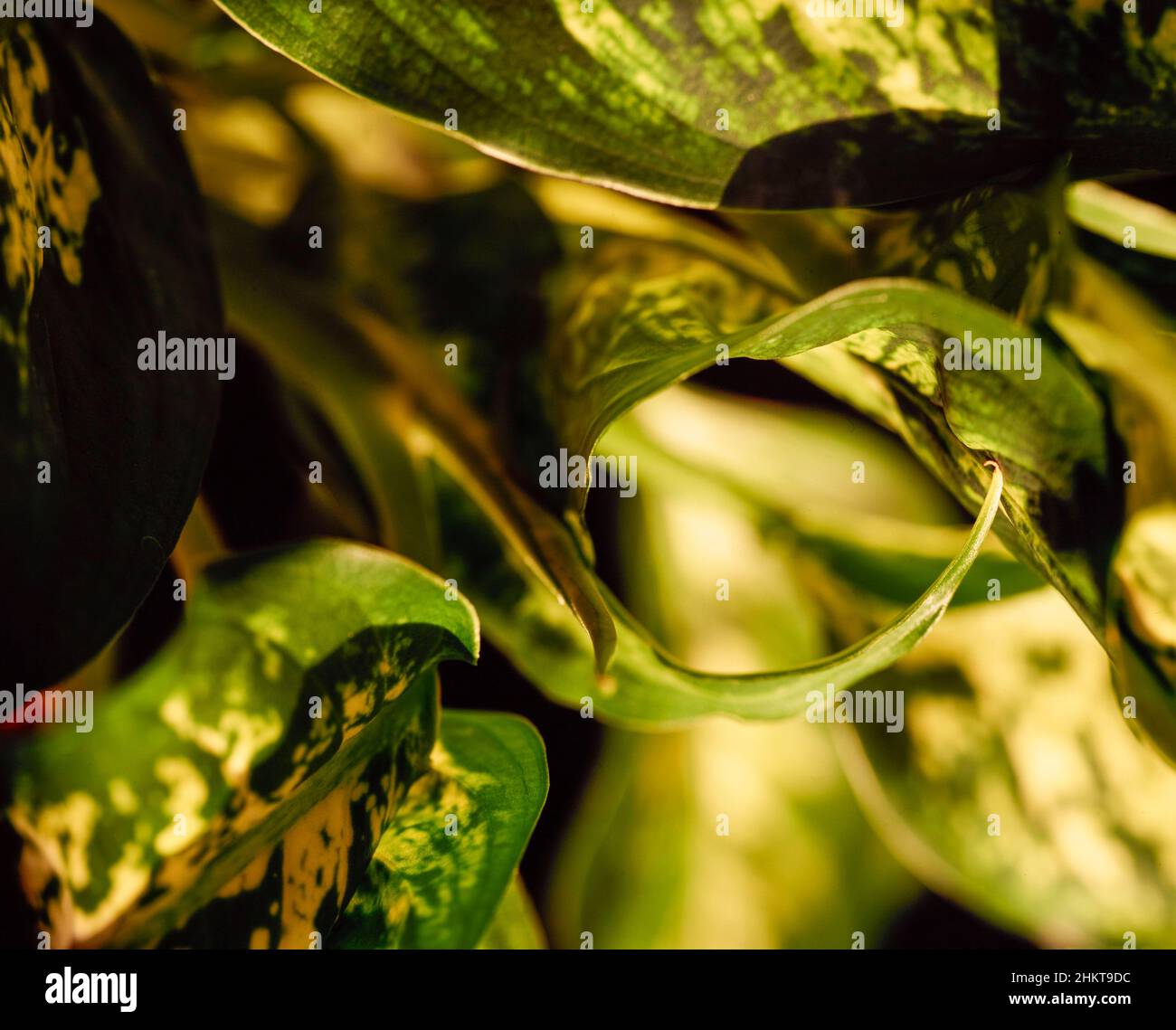 Choas, abstract patterns and textures in nature and the environment ...