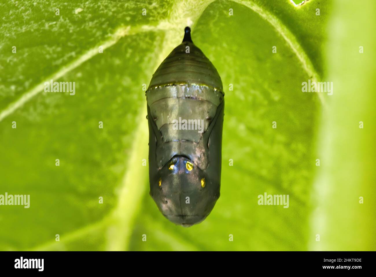 Beautiful jade green monarch butterfly chrysalis hanging in front of a ...
