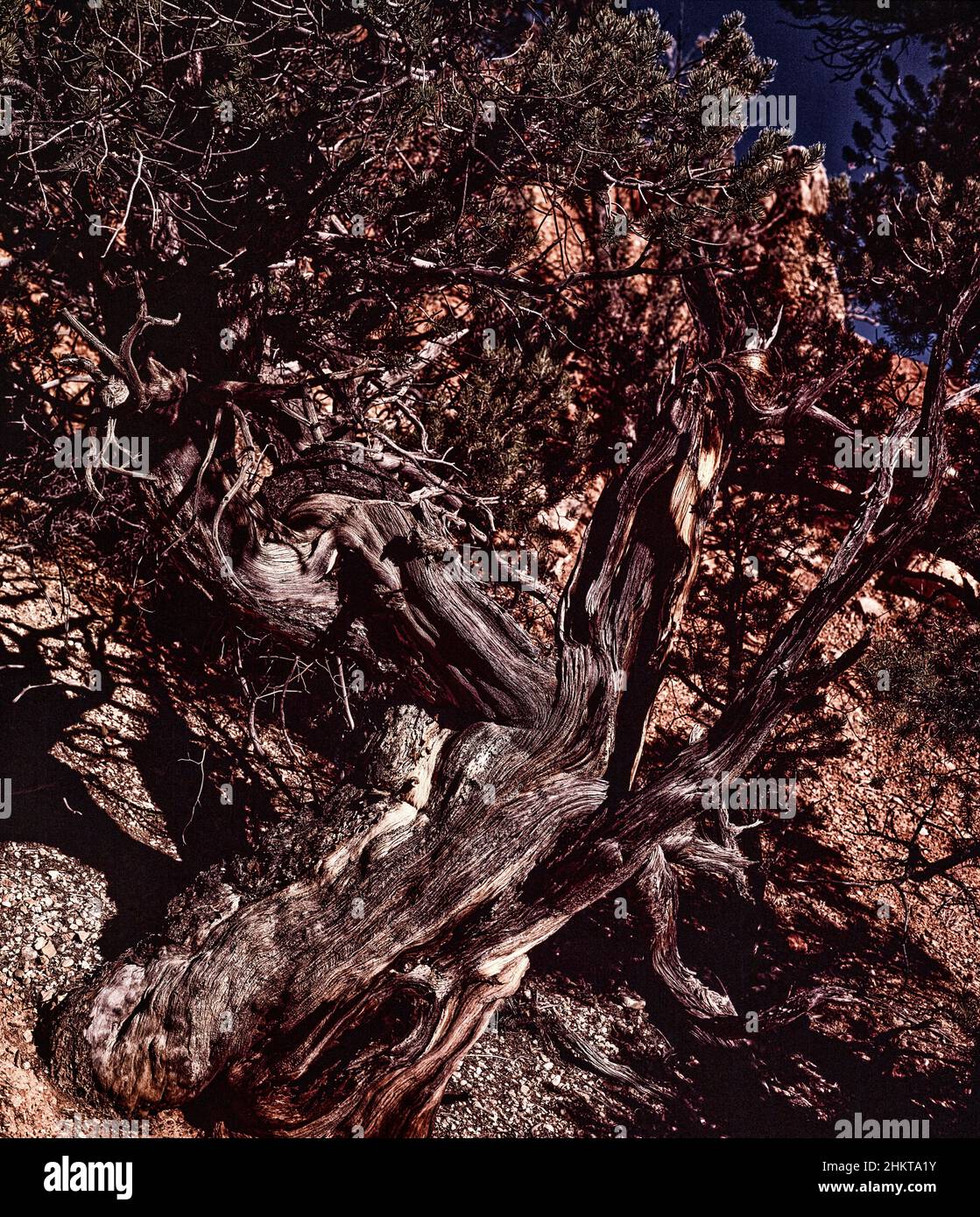 Patterns and textures in nature, intimate landscape of tree patterns ...