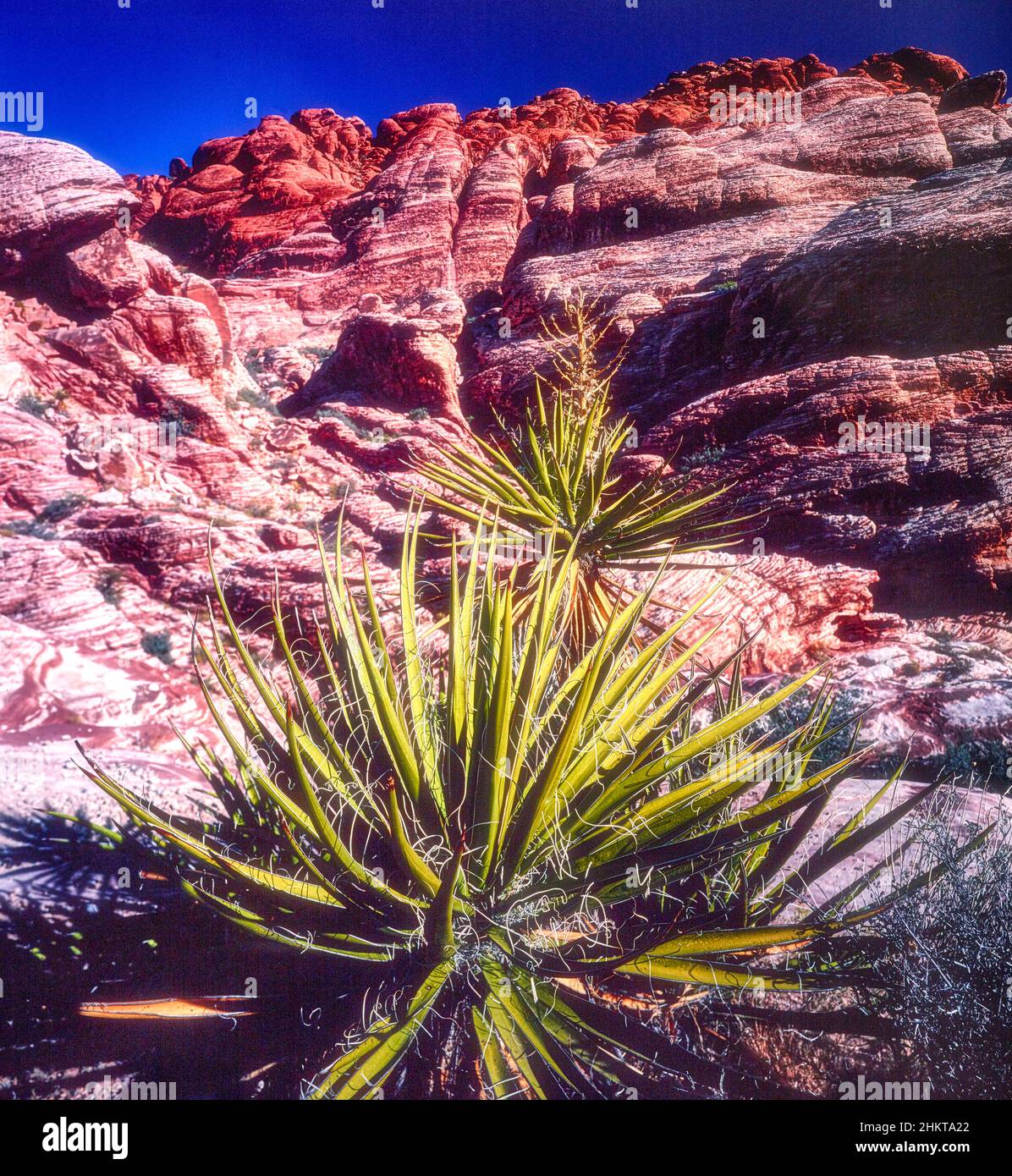 Sunshine landscape, with blue sky, in the Red Rock Canyon National ...