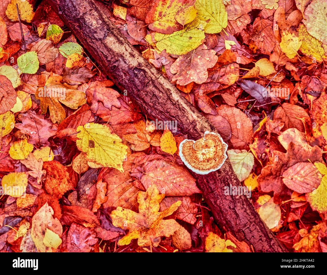 Patterns and textures in nature, intimate landscape of tree patterns ...