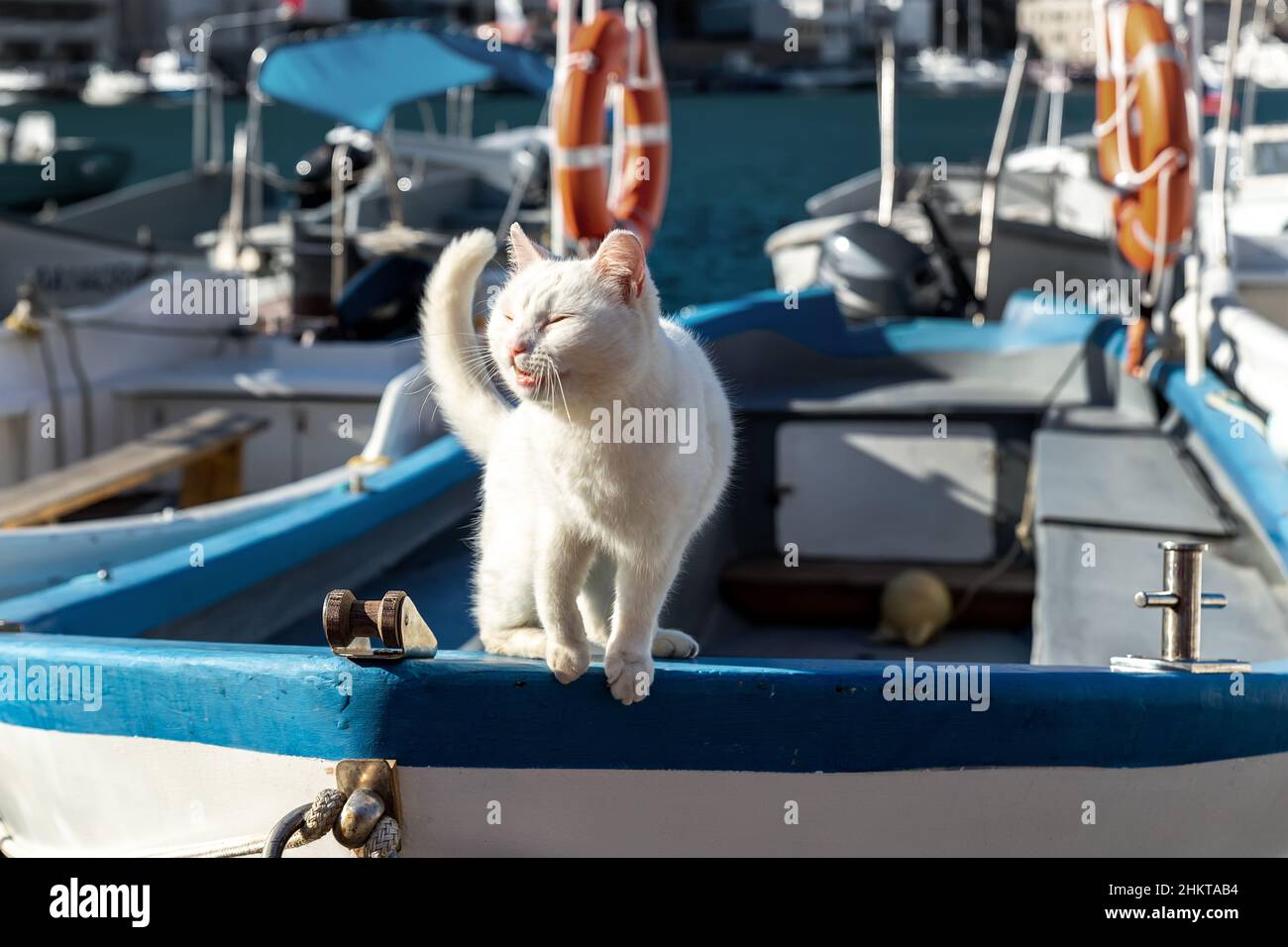 Vintage cat sailor hi-res stock photography and images - Alamy