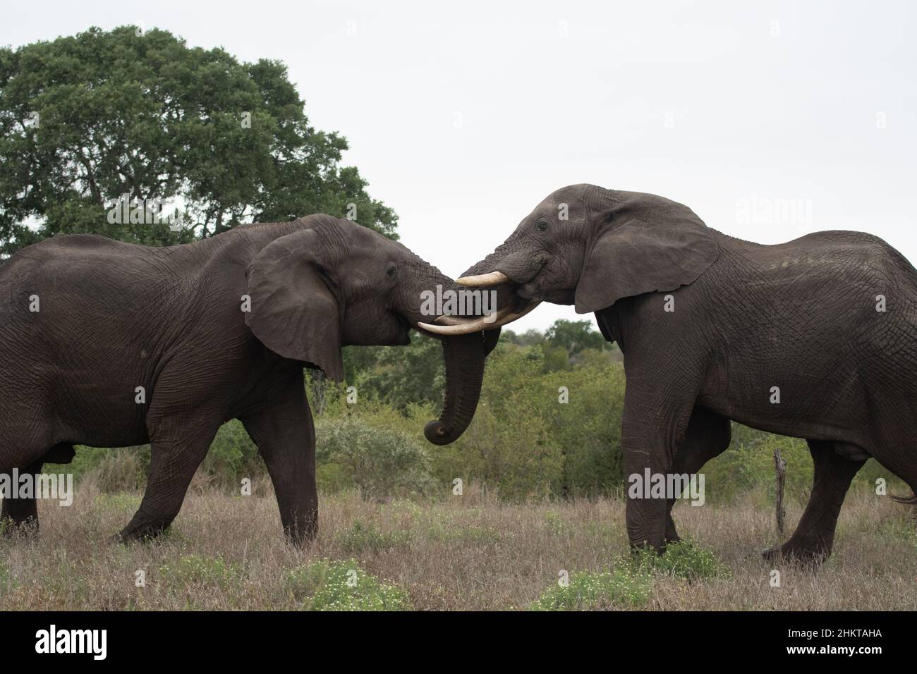 Two African elephants squaring off in Kruger National Park, South ...