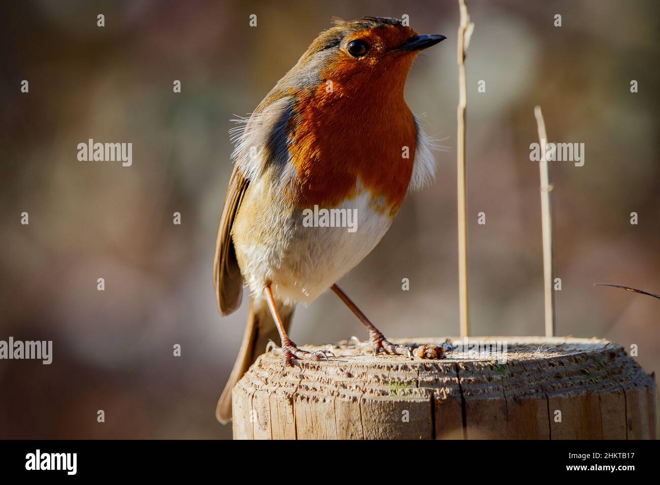 Skinny bird hi-res stock photography and images - Alamy