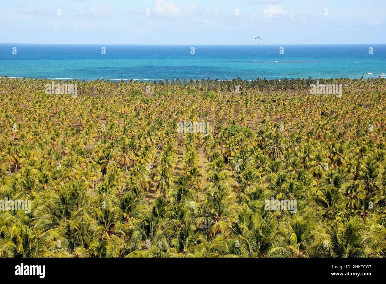 landscape of Gunga beach, with coconut trees and sea Stock Photo - Alamy