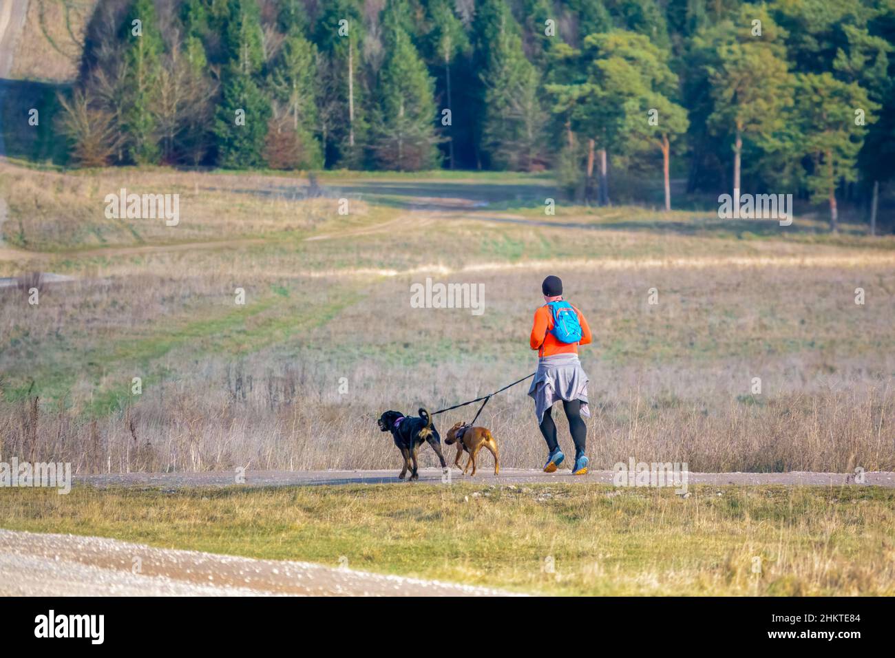 High woods dog hi-res stock photography and images - Alamy