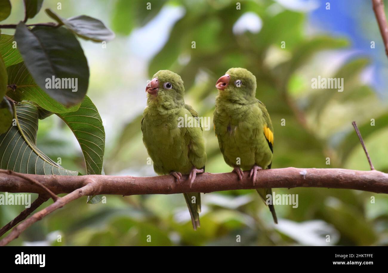 Aves de brasil hi-res stock photography and images - Alamy