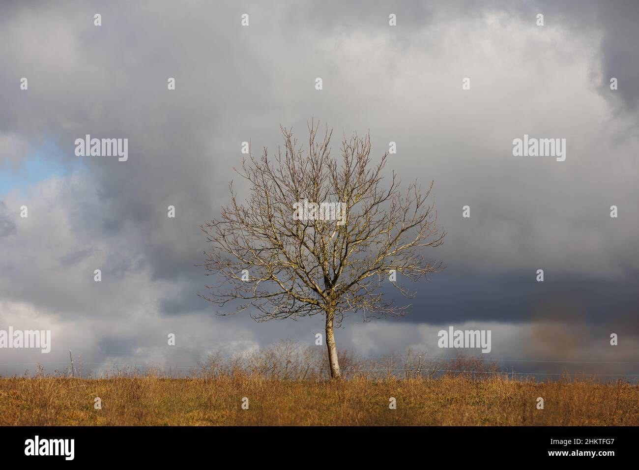Panorama of landscape with single tree and clouds Stock Photo - Alamy