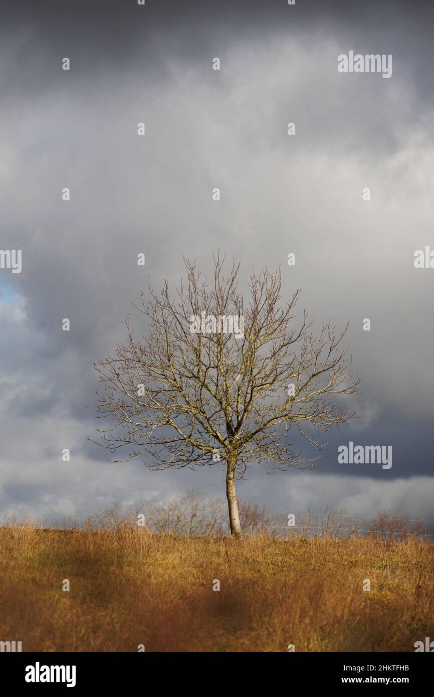Panorama of landscape with single tree and clouds Stock Photo - Alamy