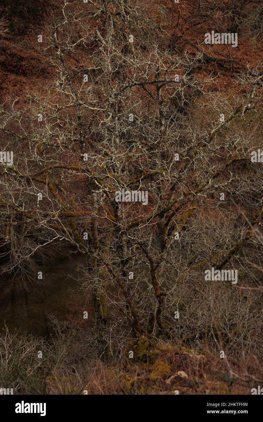 Branches of old tree in wintertime Stock Photo - Alamy