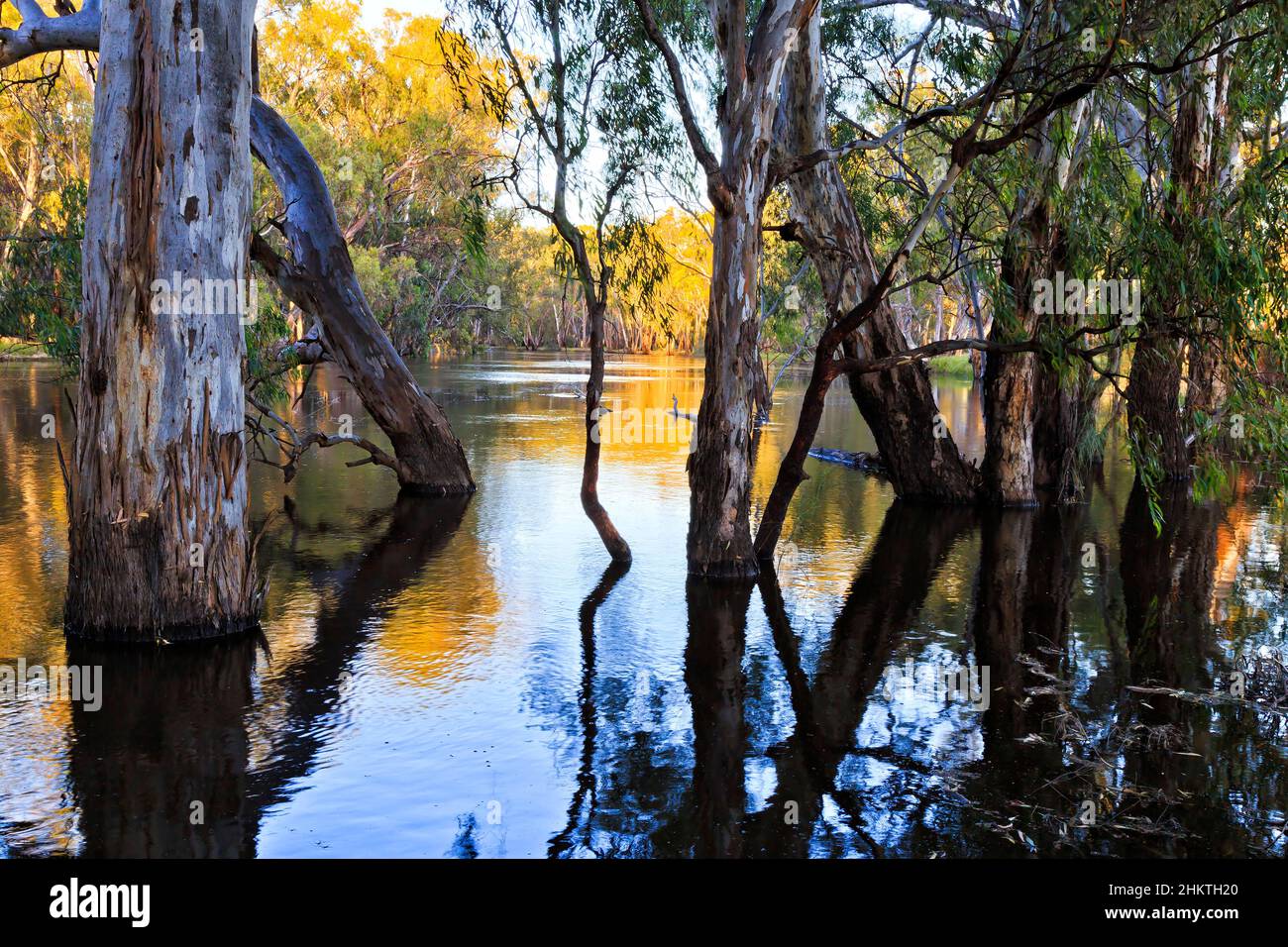 Flooding murrumbidgee river in Australian outback near Balranald river ...