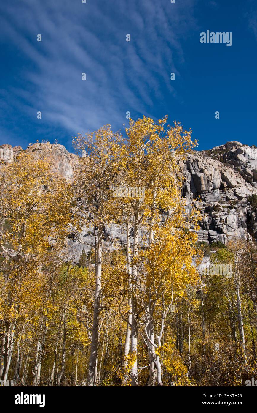 Fall Colors in June Lake Vicinity Stock Photo - Alamy