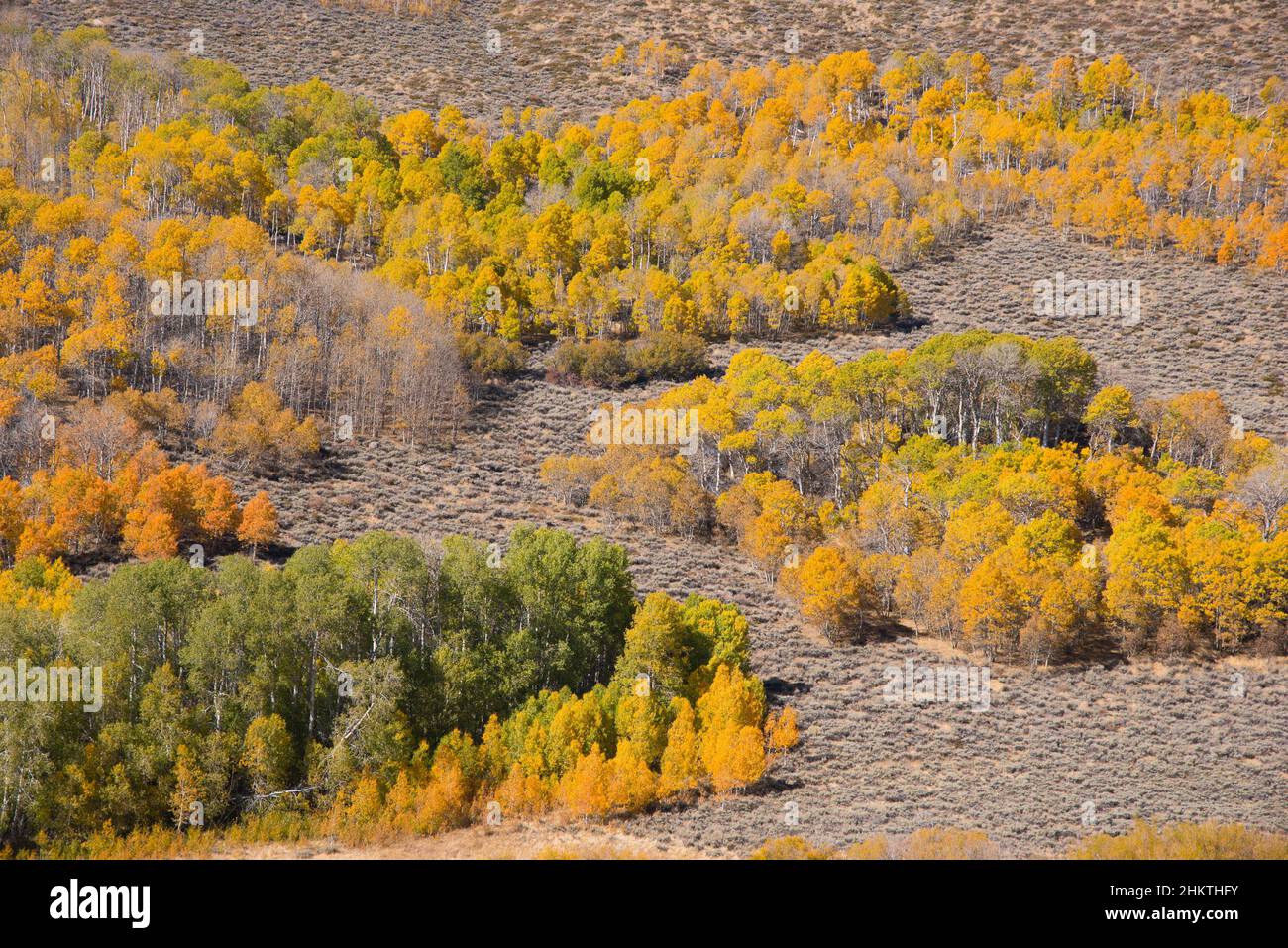Fall Colors in June Lake Vicinity Stock Photo - Alamy