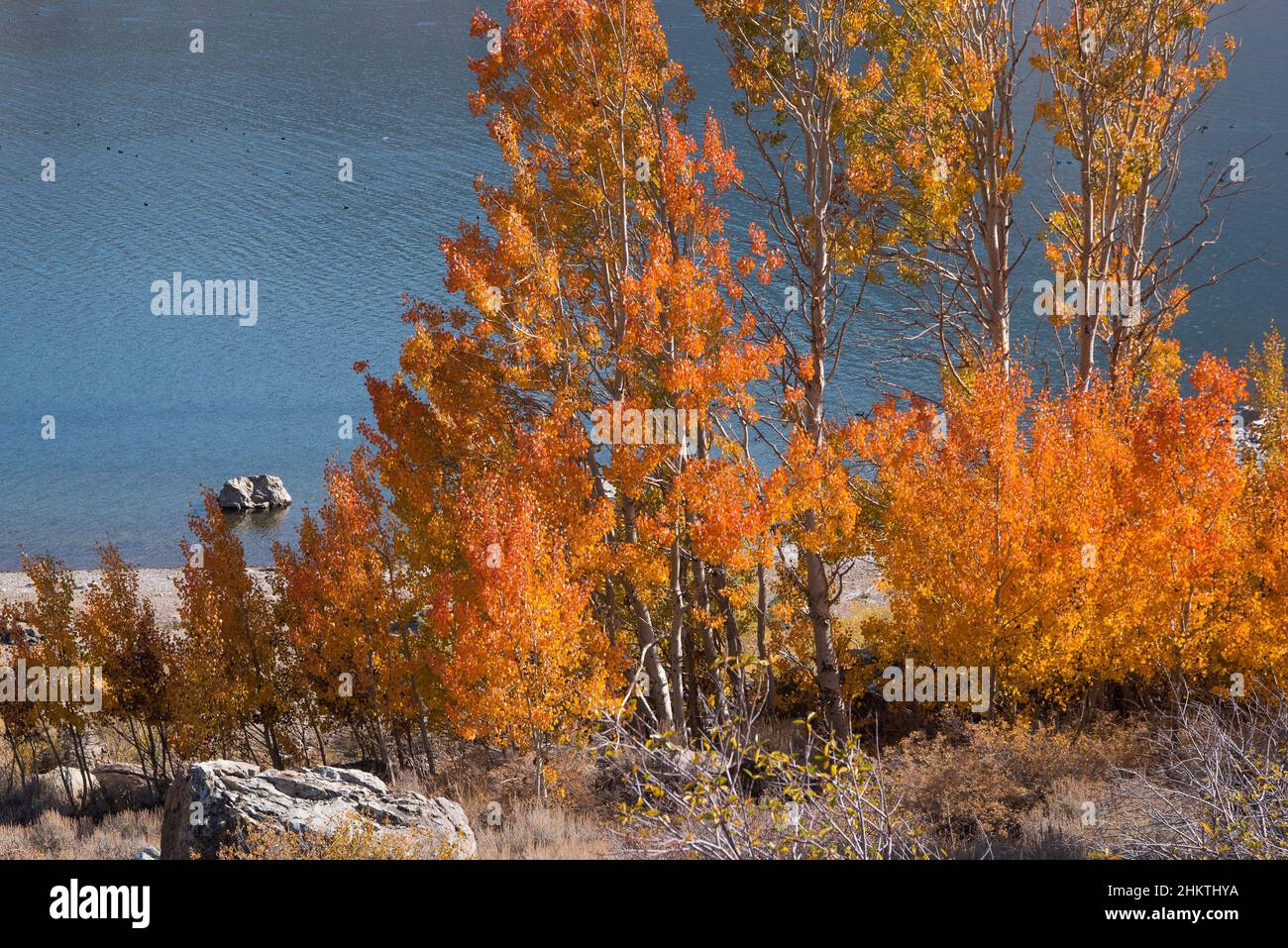 Fall Colors in June Lake Vicinity Stock Photo - Alamy