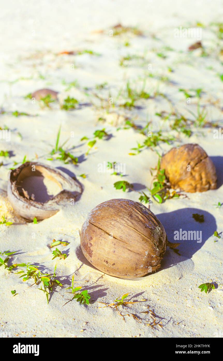 Coconut shells on the sand at White Beach on Boracay Island in the ...