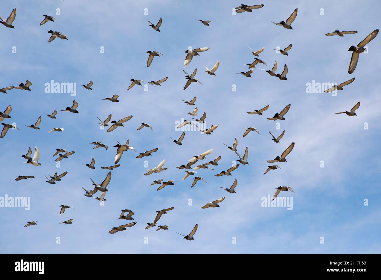 flock of speed racing pigeon flying against blue sky Stock Photo - Alamy