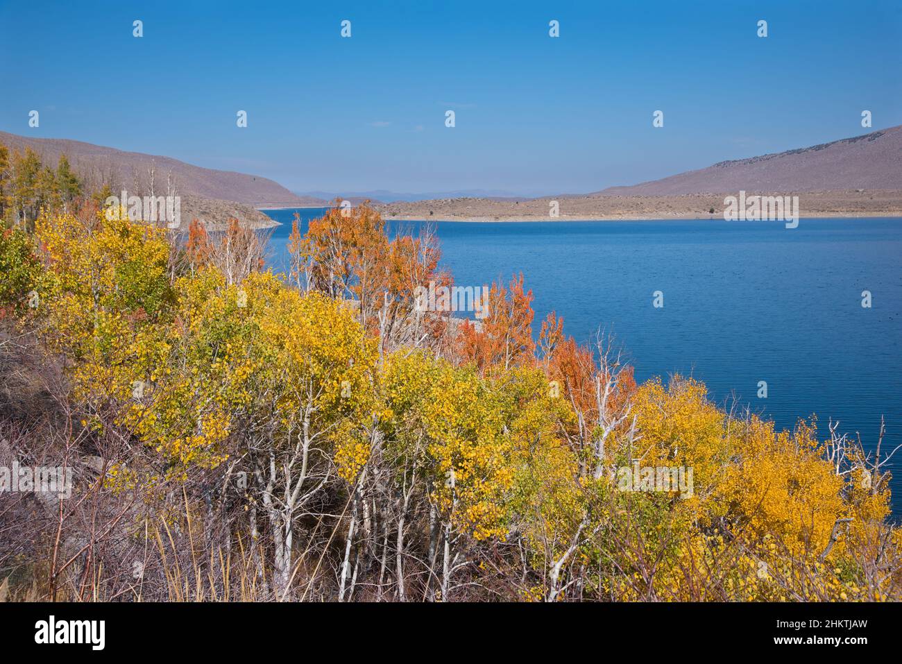 Fall Colors in June Lake Vicinity Stock Photo - Alamy