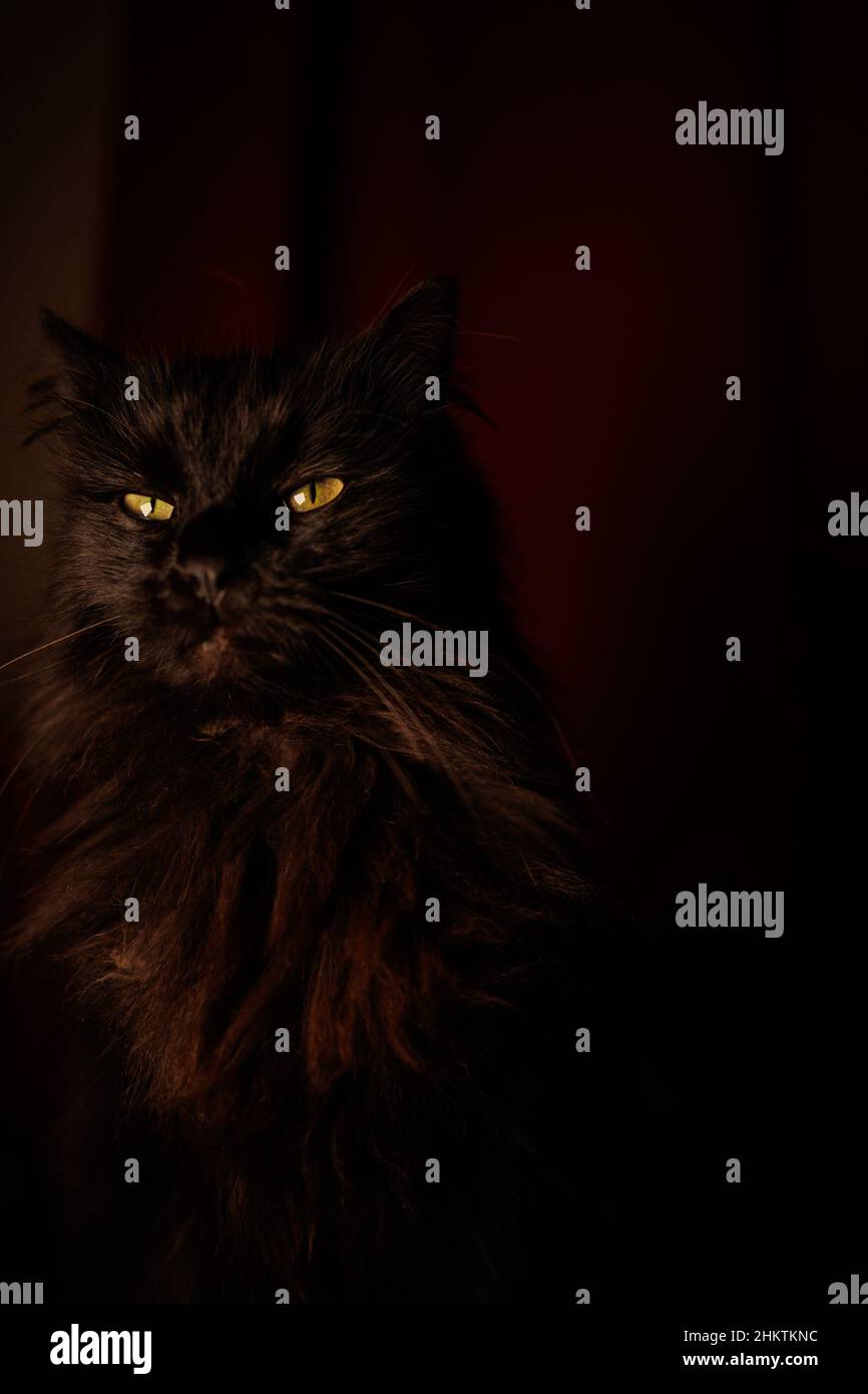 Close up portrait of a black cat in the dark with details Stock Photo ...