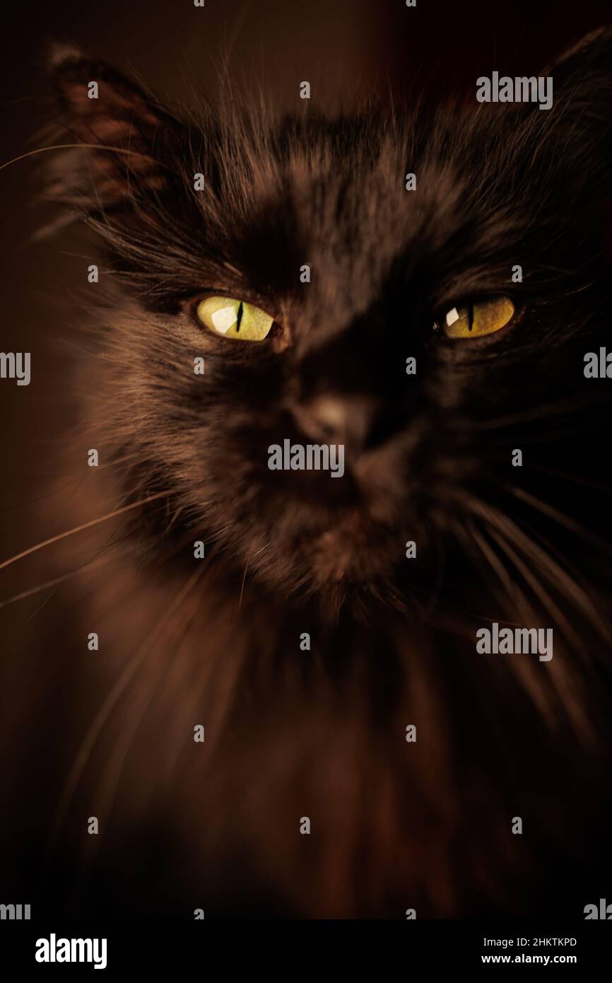 Close up portrait of a black cat in the dark with details Stock Photo ...