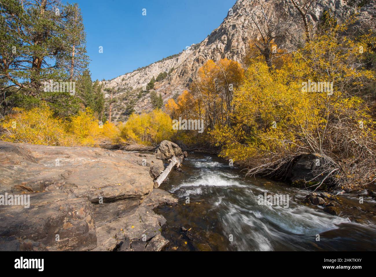 Fall Colors in June Lake Vicinity Stock Photo - Alamy