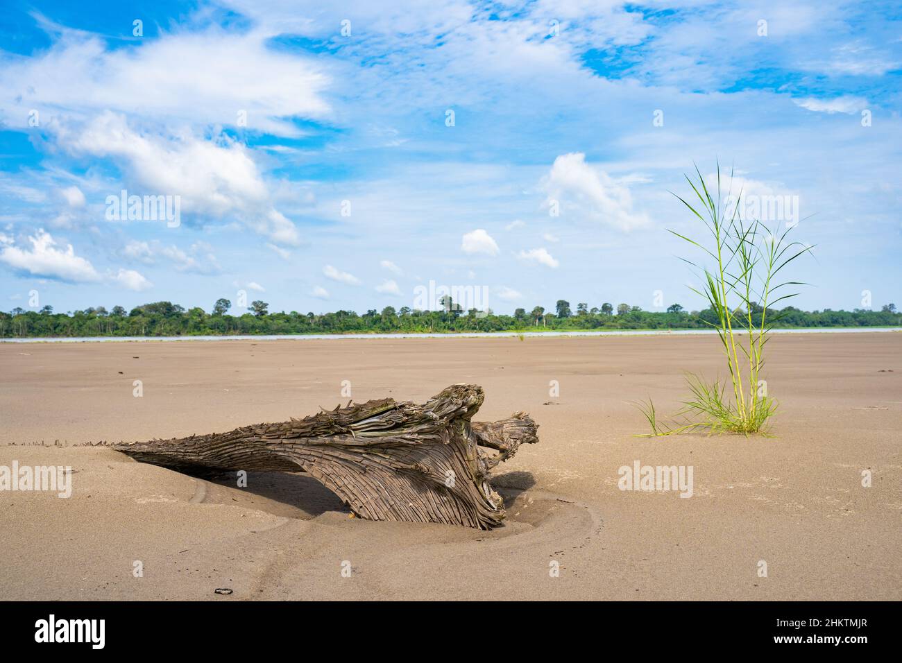 Amazon beach hi-res stock photography and images - Alamy