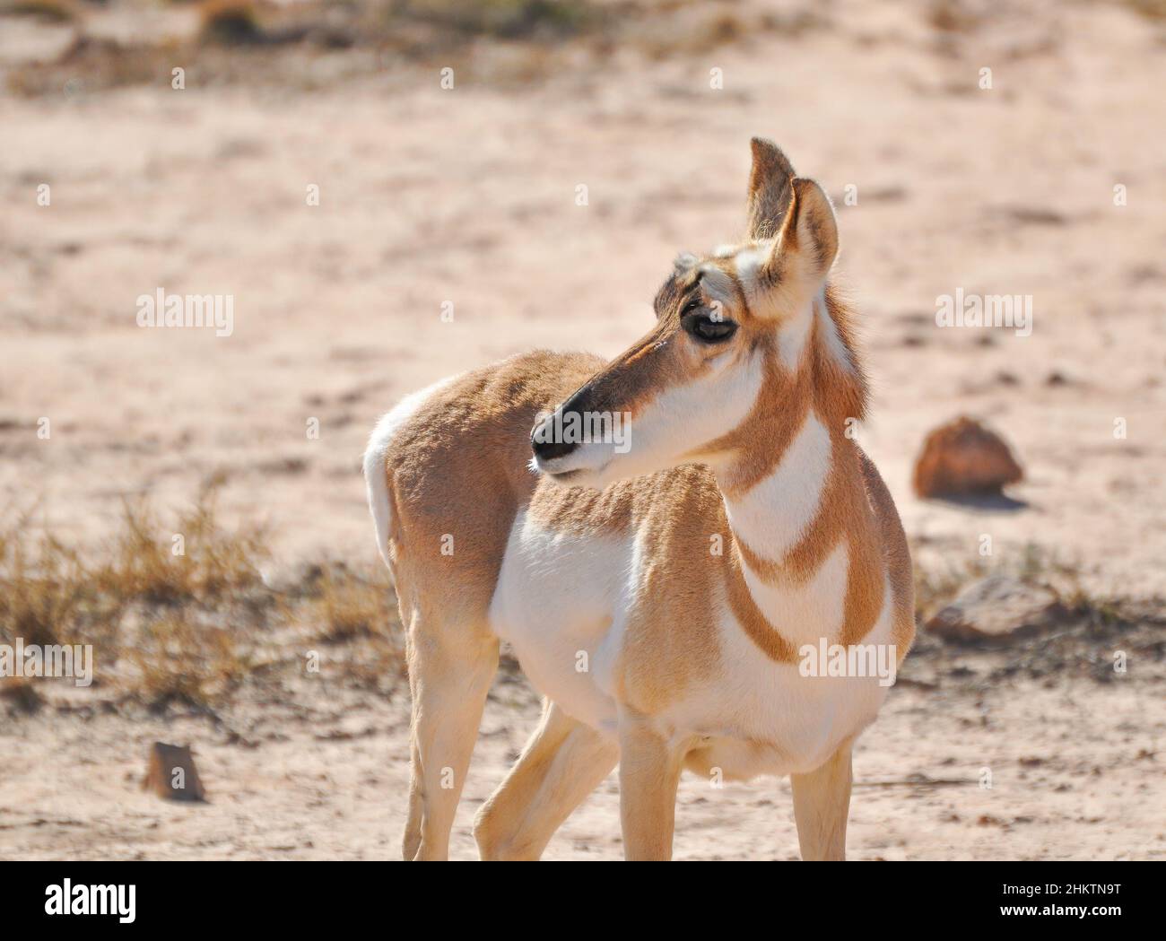 Pronghorn antelope doe hi-res stock photography and images - Alamy