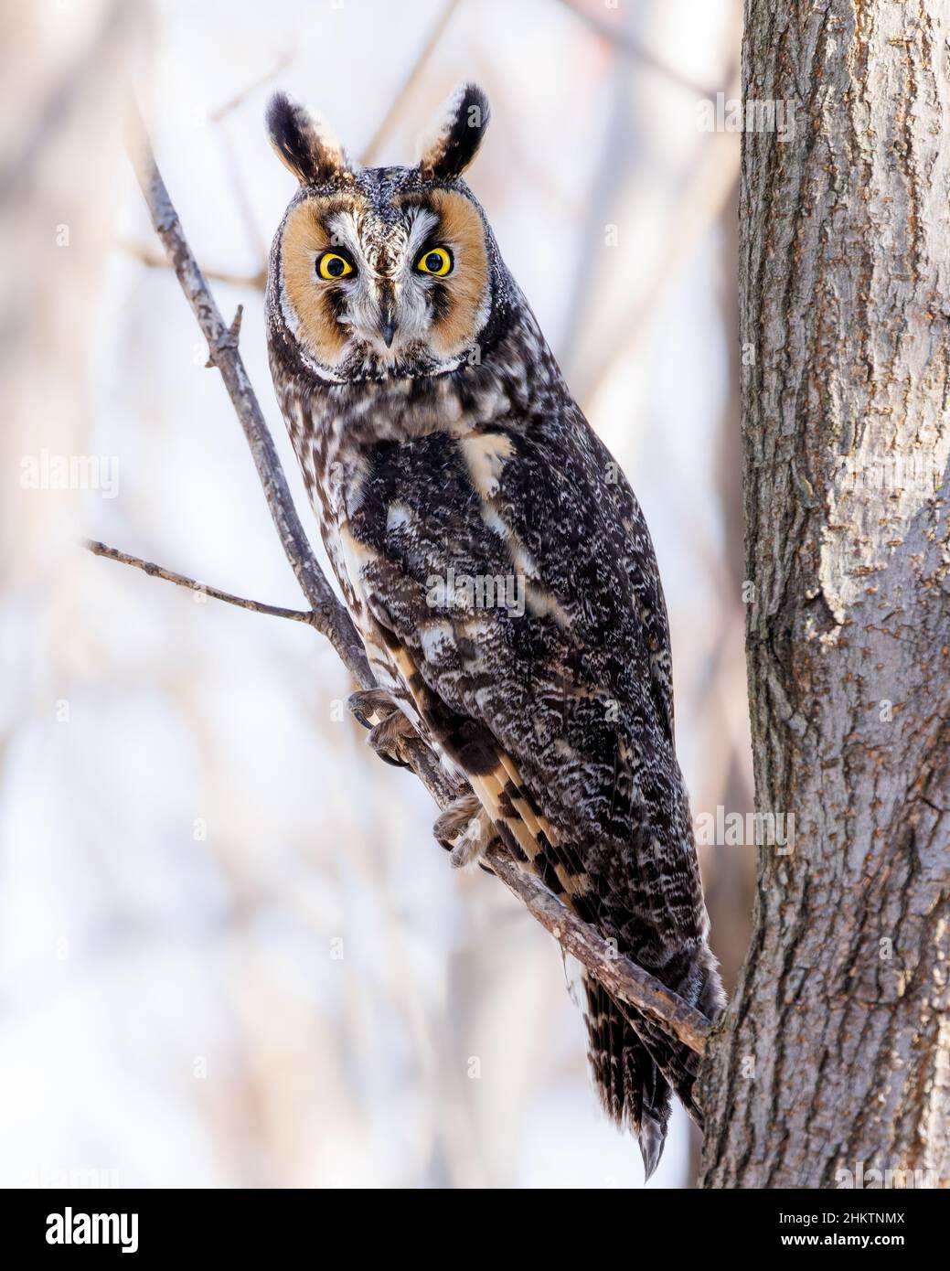 Closeup of a Long Eared Owl on a tree branch Stock Photo - Alamy
