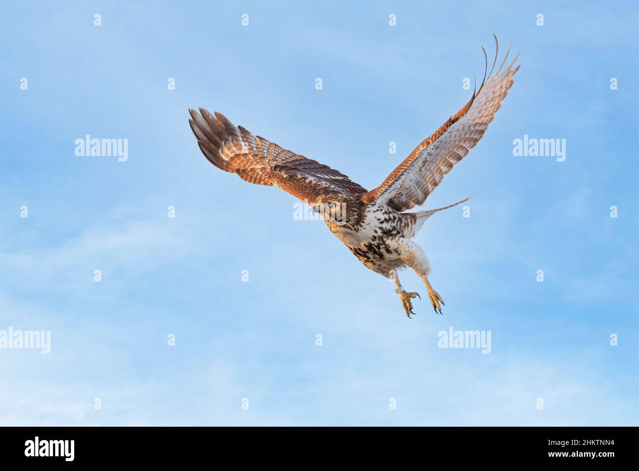 Closeup of a red tailed hawk flying in the air Stock Photo - Alamy