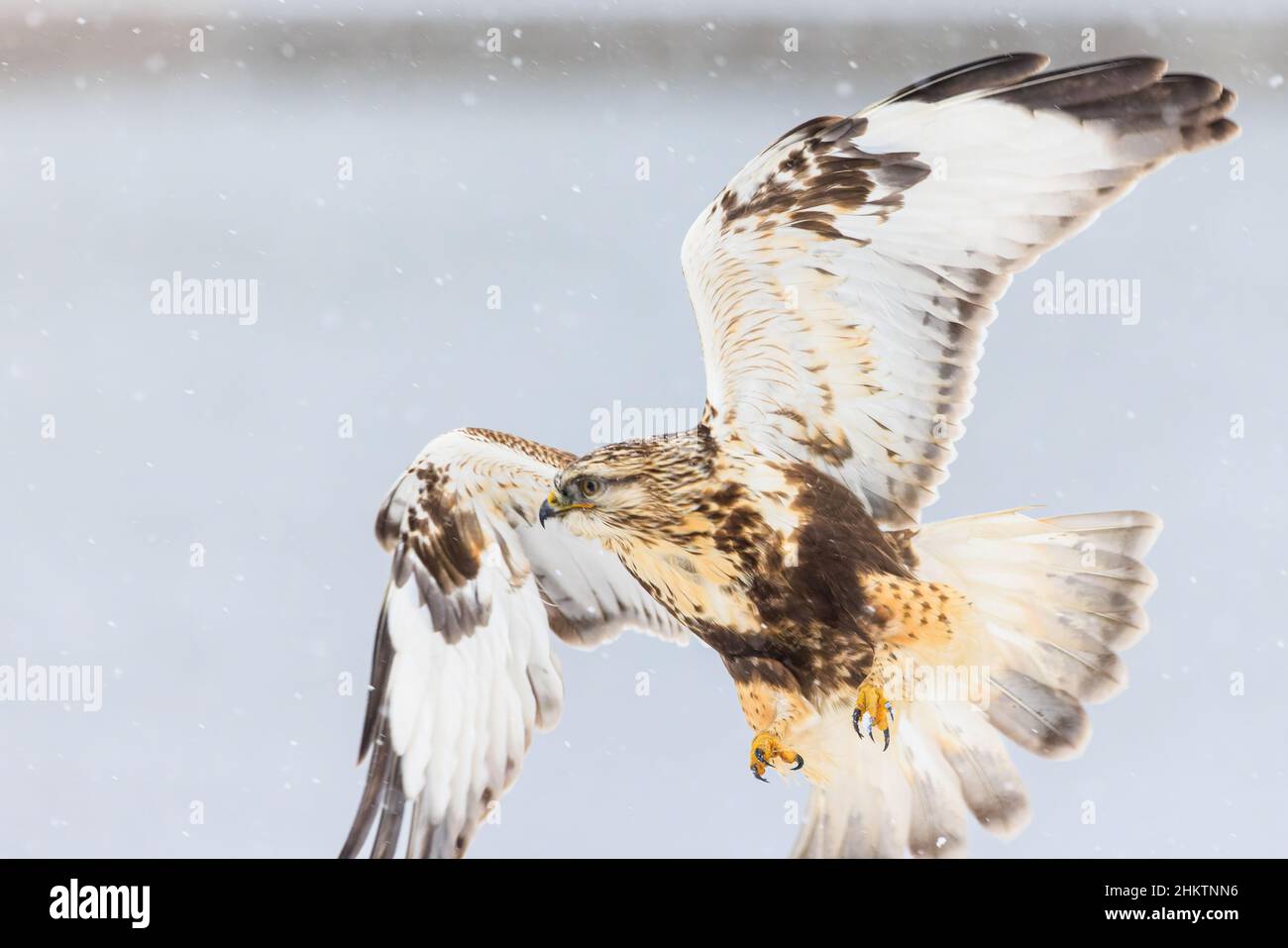 Closeup of a Rough legged hawk flying during snow storm Stock Photo - Alamy