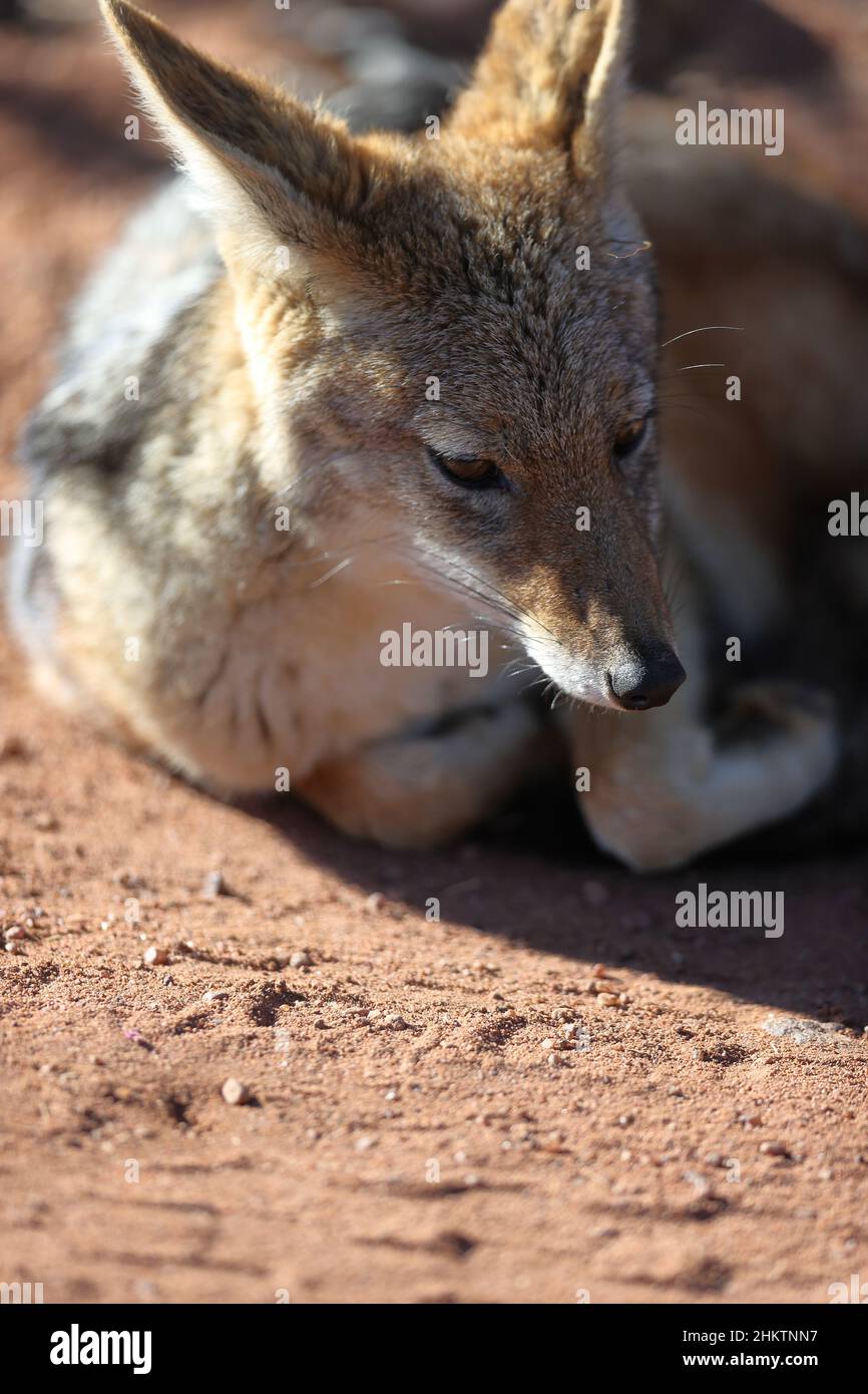 African golden wolves hi-res stock photography and images - Alamy