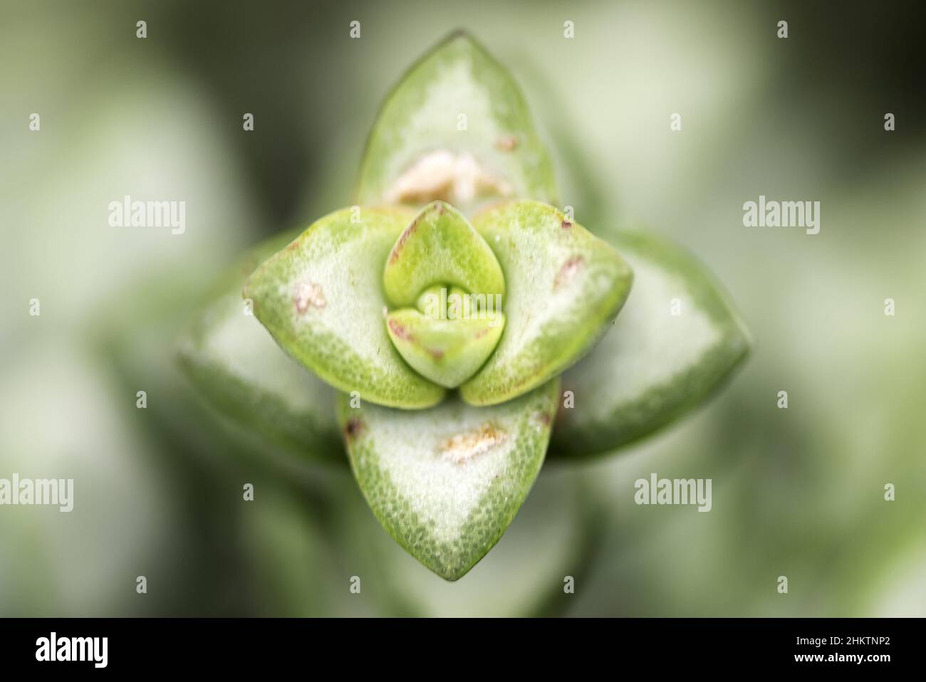Closeup of a Crassula plant Stock Photo - Alamy